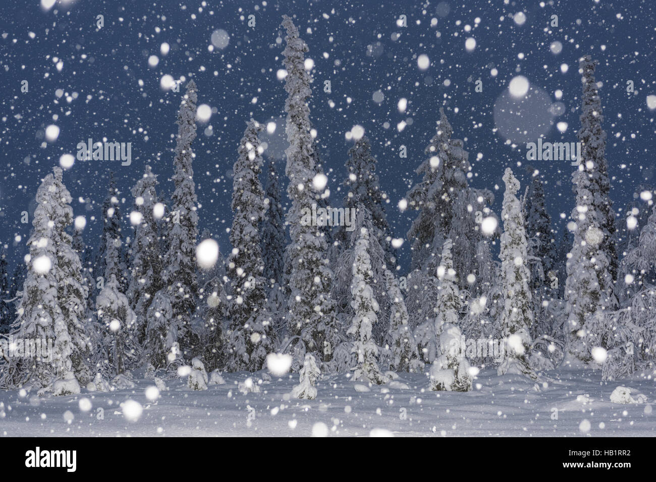snowfall, Lapland, Sweden Stock Photo - Alamy