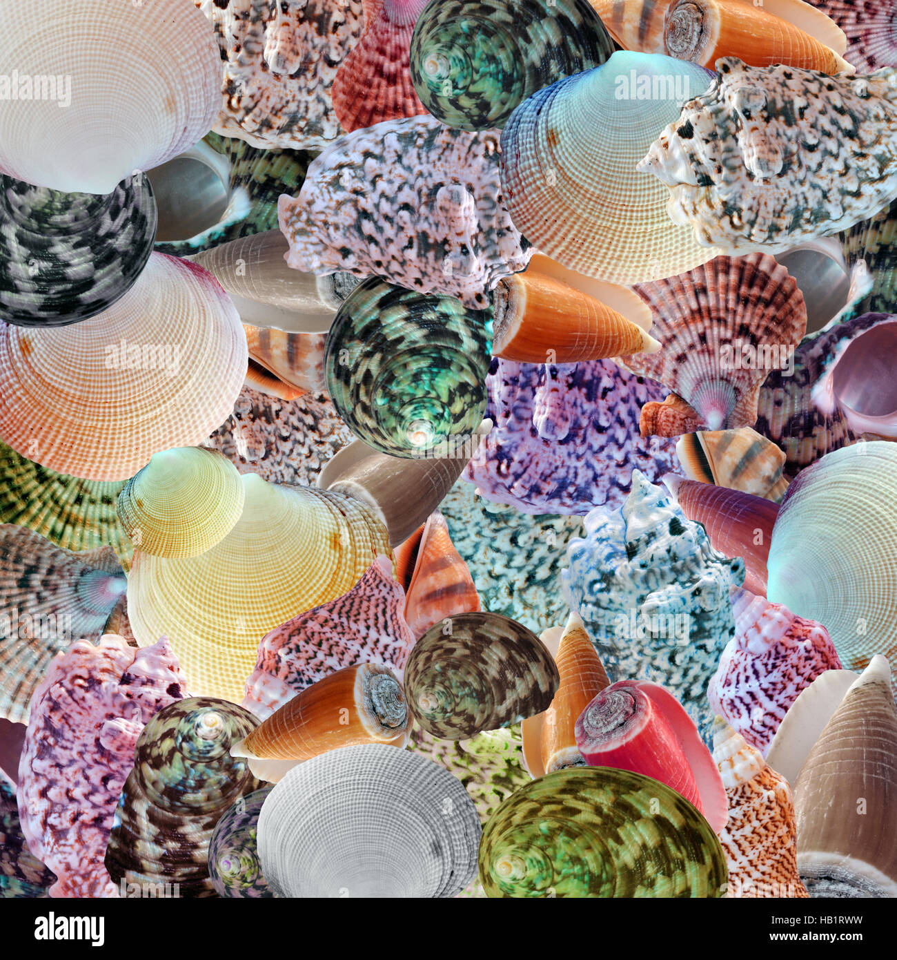 Sea Shells Background Stock Photo - Alamy