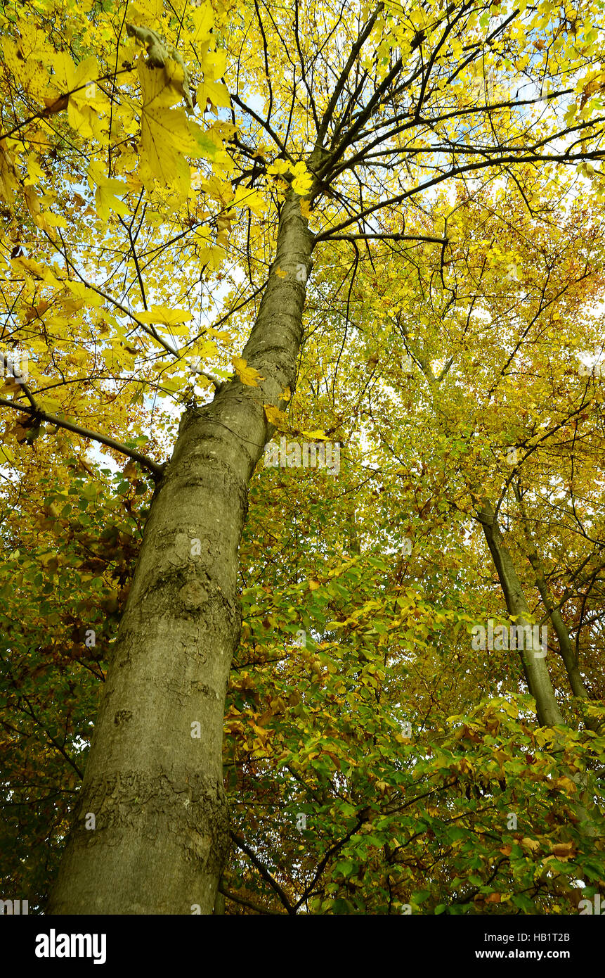 maple, autumn, tree Stock Photo - Alamy