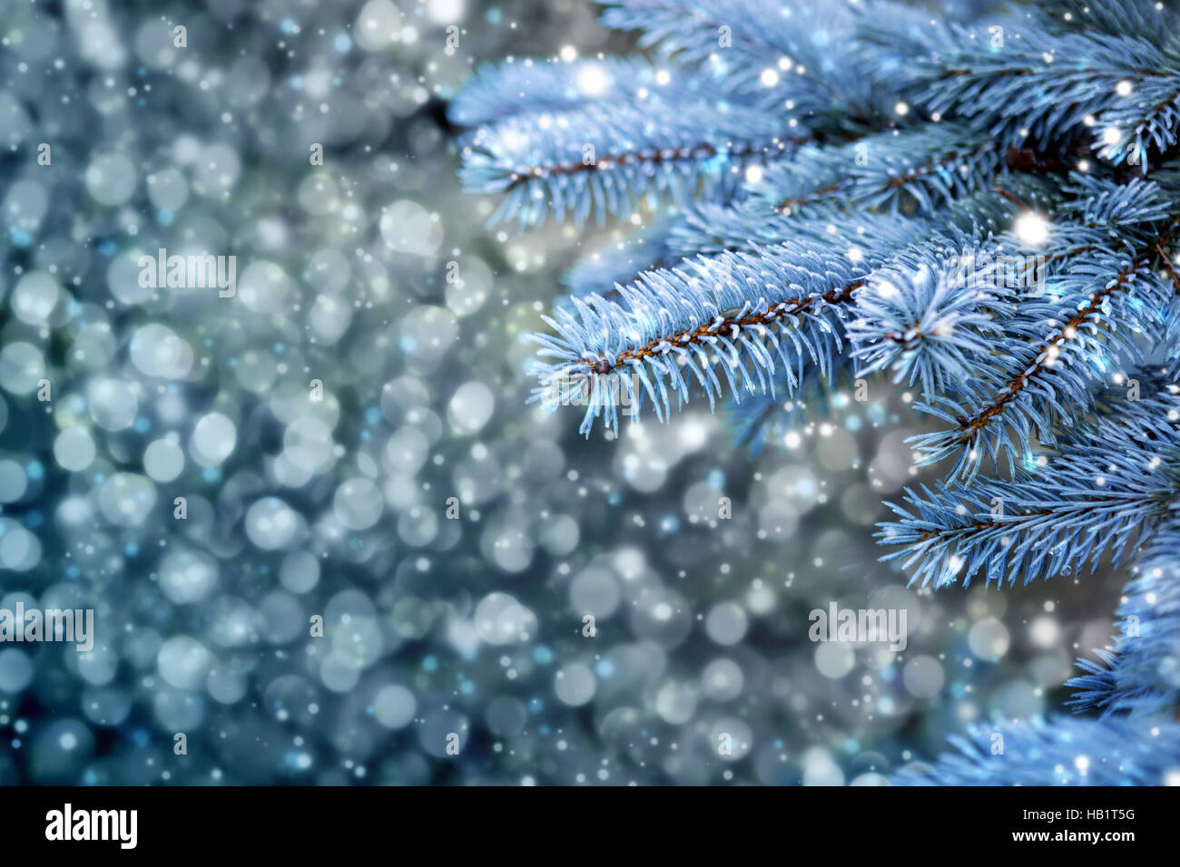 Blue Pine branches isolated Stock Photo - Alamy