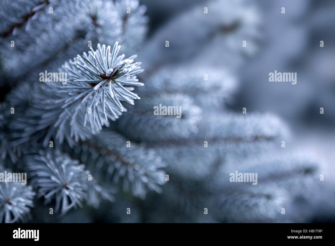 Blue and pine hi-res stock photography and images - Alamy