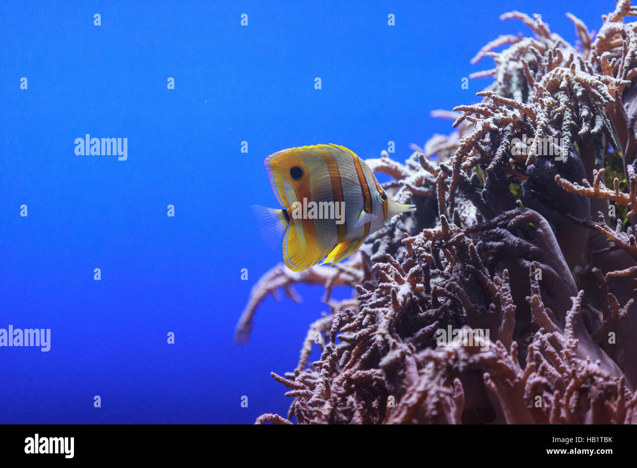 Copper-banded butterflyfish, Chelmon rostratus Stock Photo - Alamy