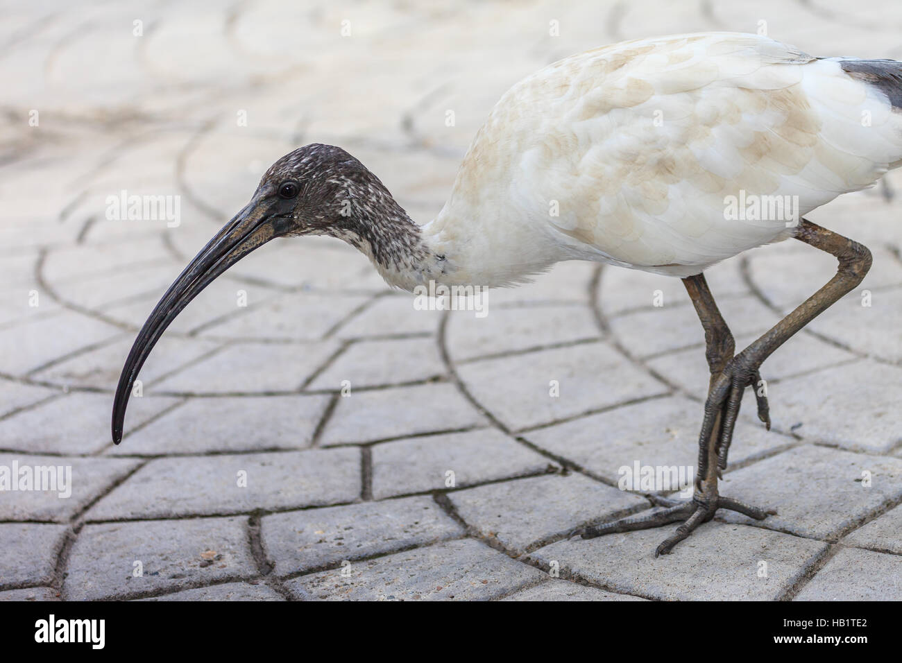 Australian ibis hi-res stock photography and images - Alamy