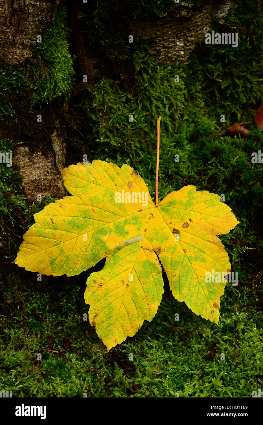 sycamore, leaf, autumn Stock Photo - Alamy
