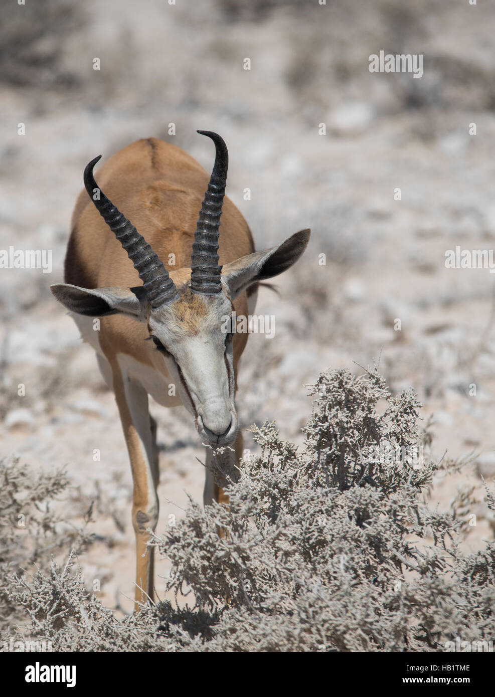 Royal antelope hi-res stock photography and images - Alamy