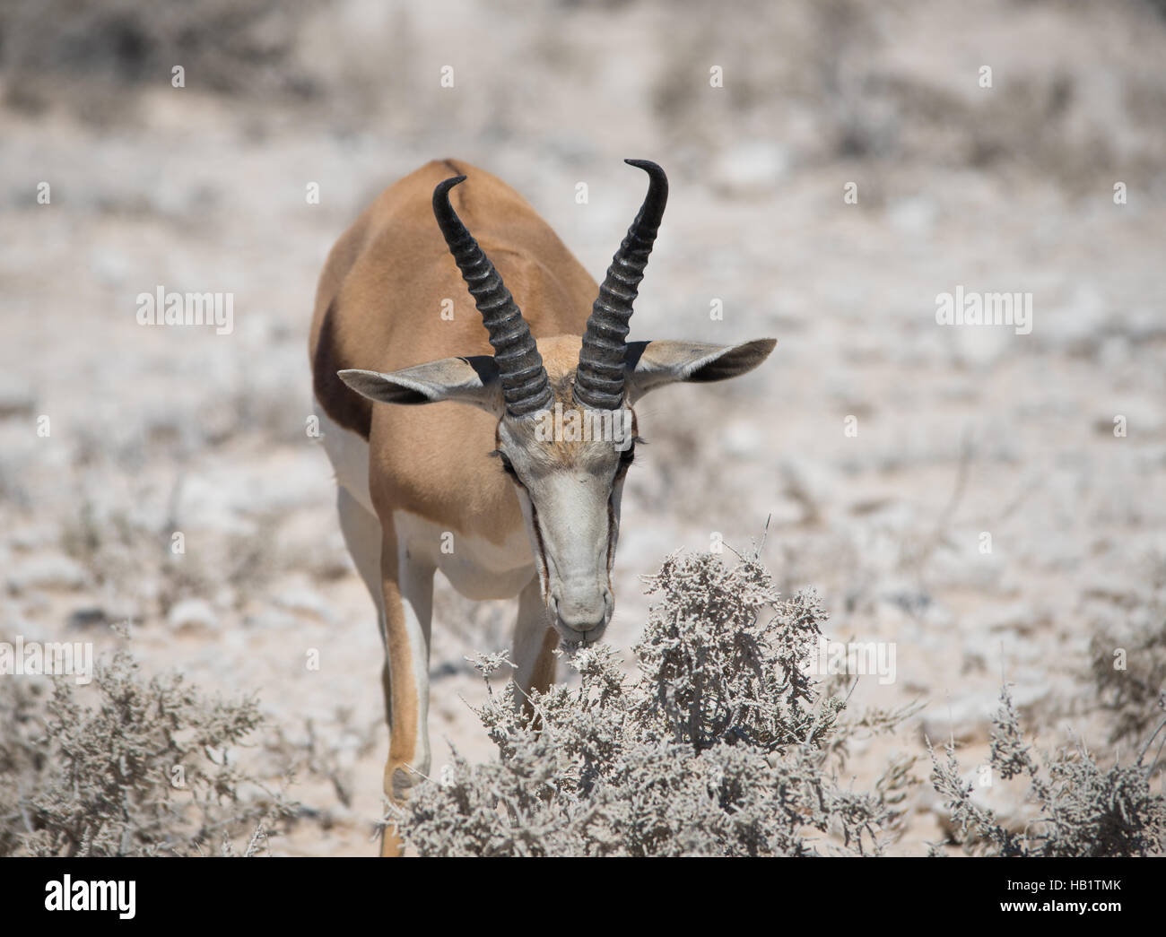Impala antelope okavango hi-res stock photography and images - Alamy