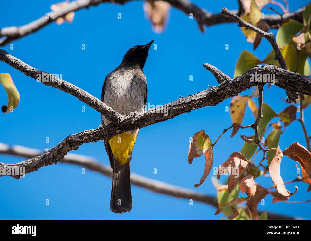 Pycnonotus nigricans hi-res stock photography and images - Alamy