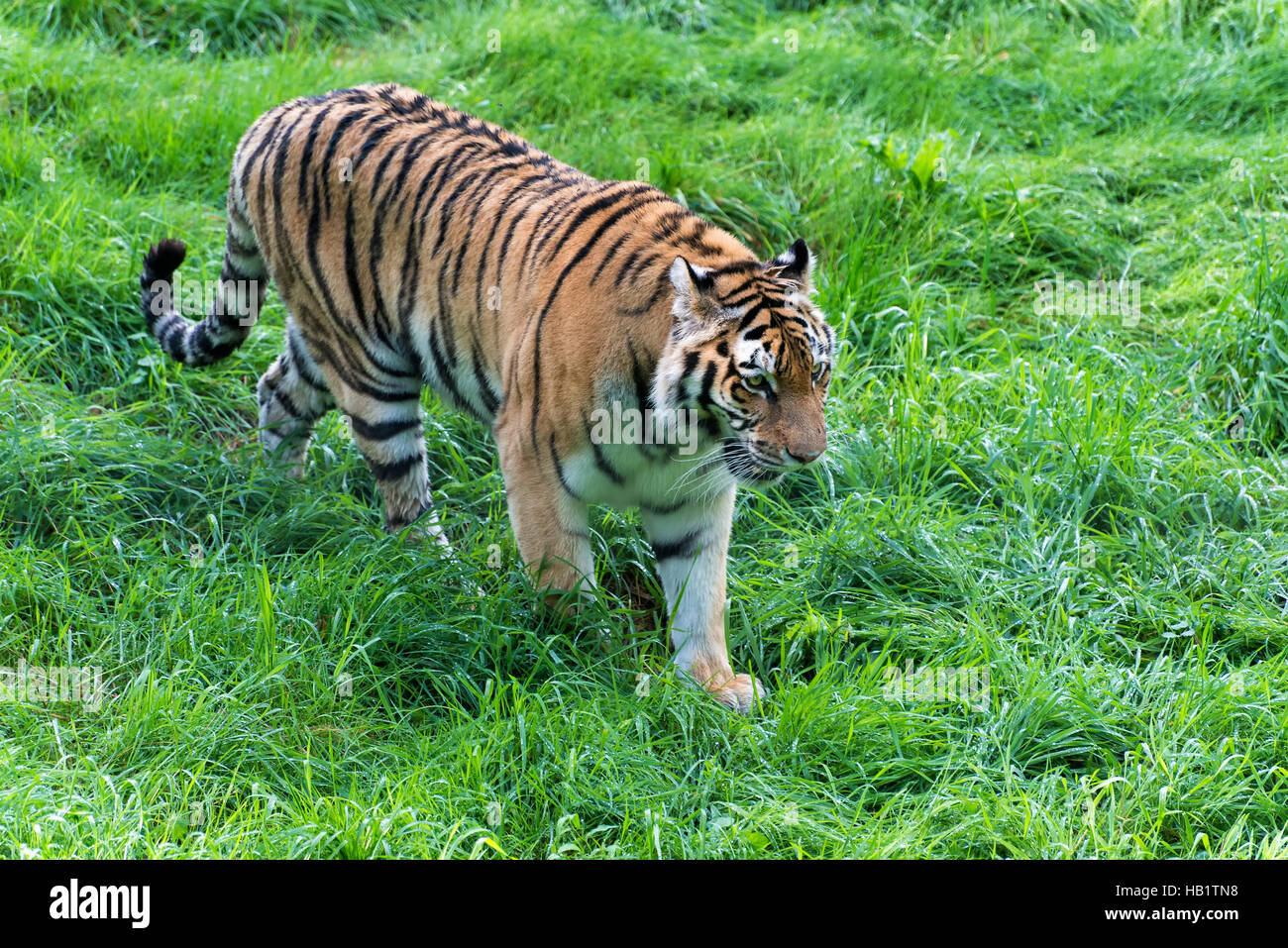 Tiger poaching india hi-res stock photography and images - Alamy