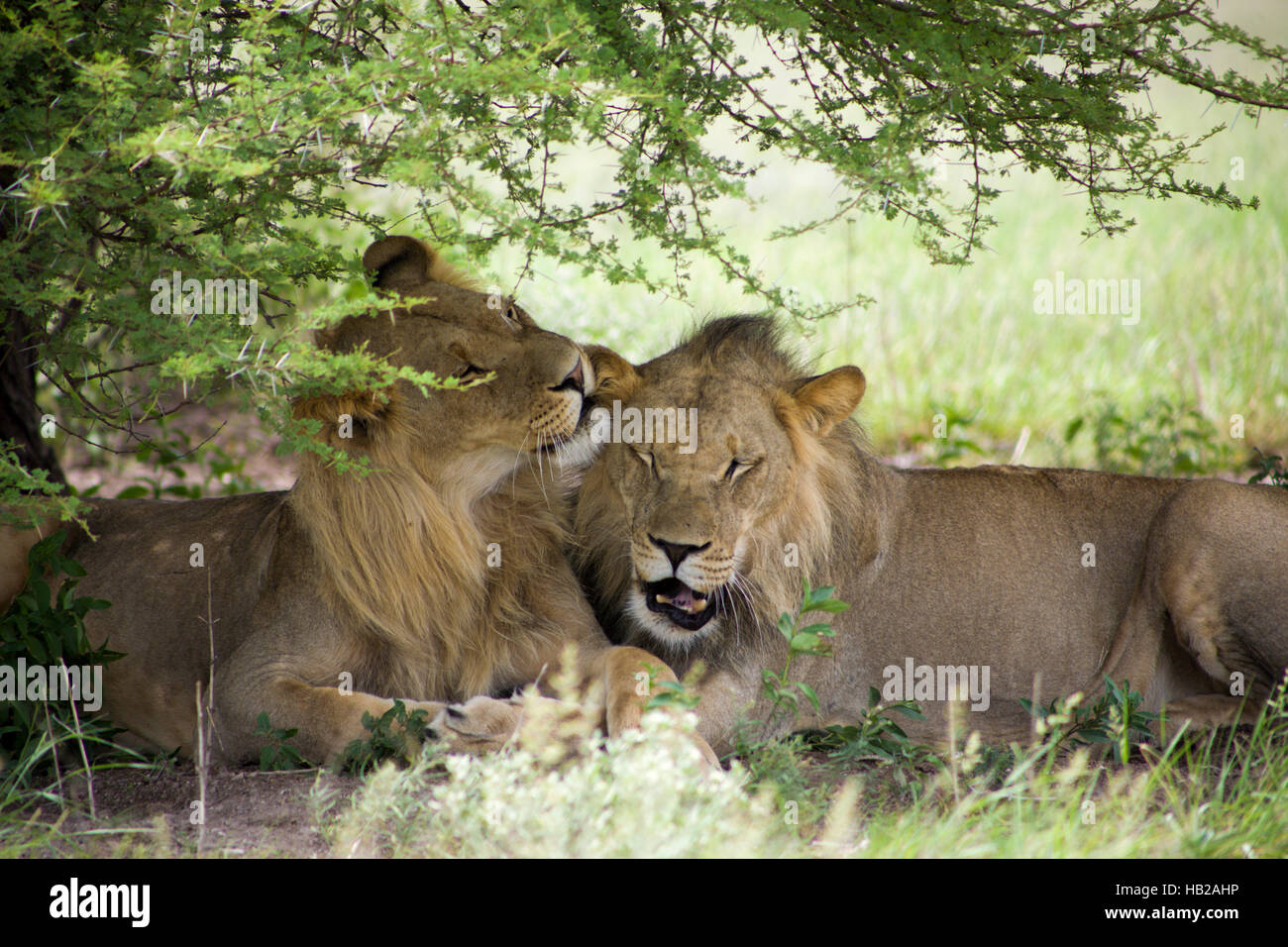 Amazing lions sitting and cuddling in the bush of Moremi Wild life Park ...