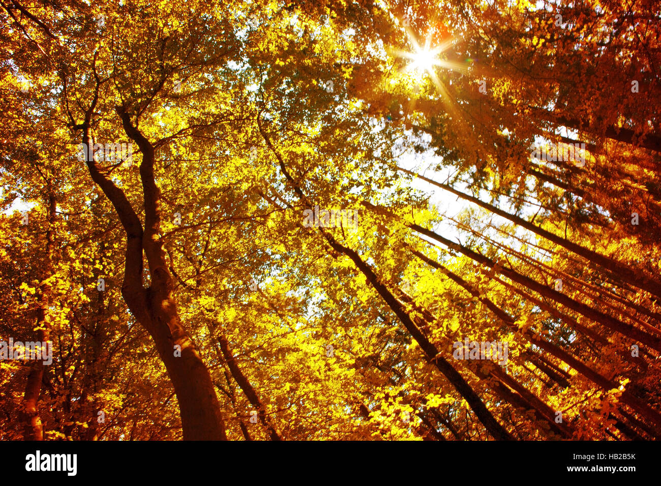 Yellow sun with trees hi-res stock photography and images - Alamy