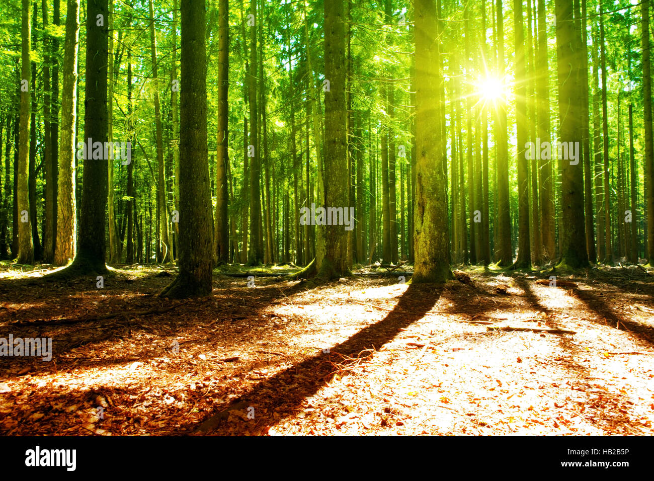 Sunlight in the green forest Stock Photo - Alamy