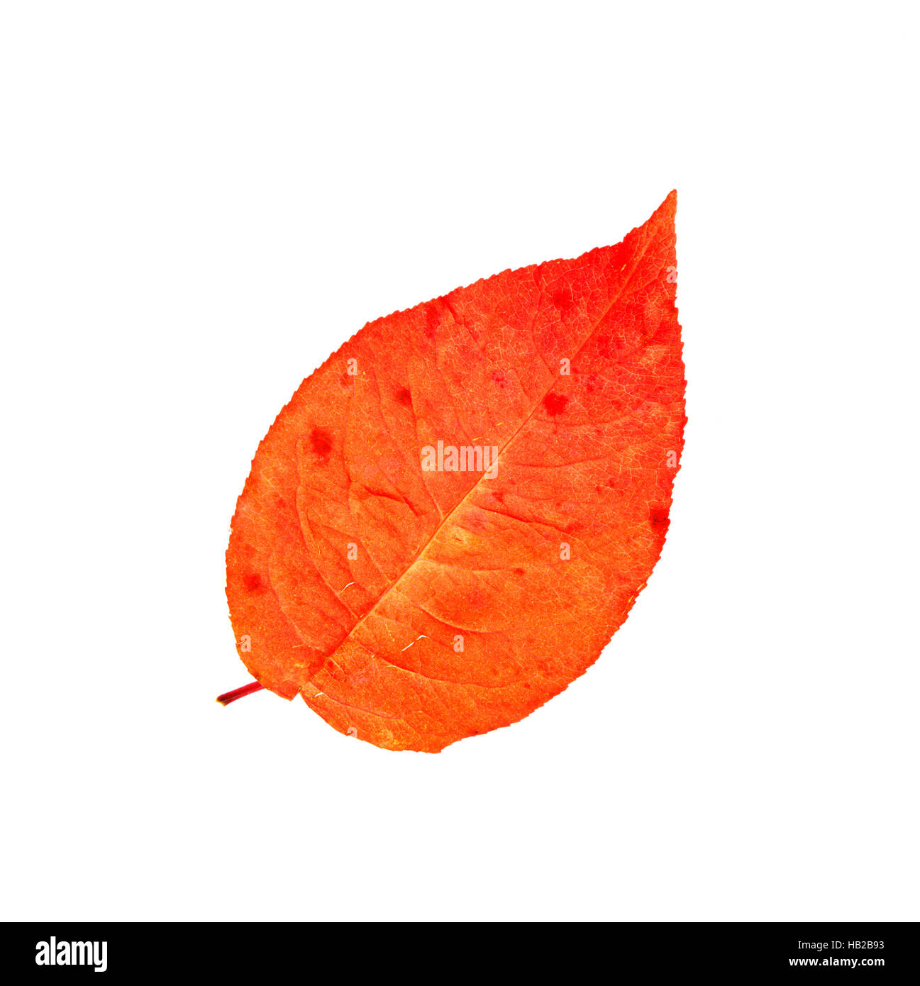 Bright autumn leaf, isolated on white Stock Photo - Alamy