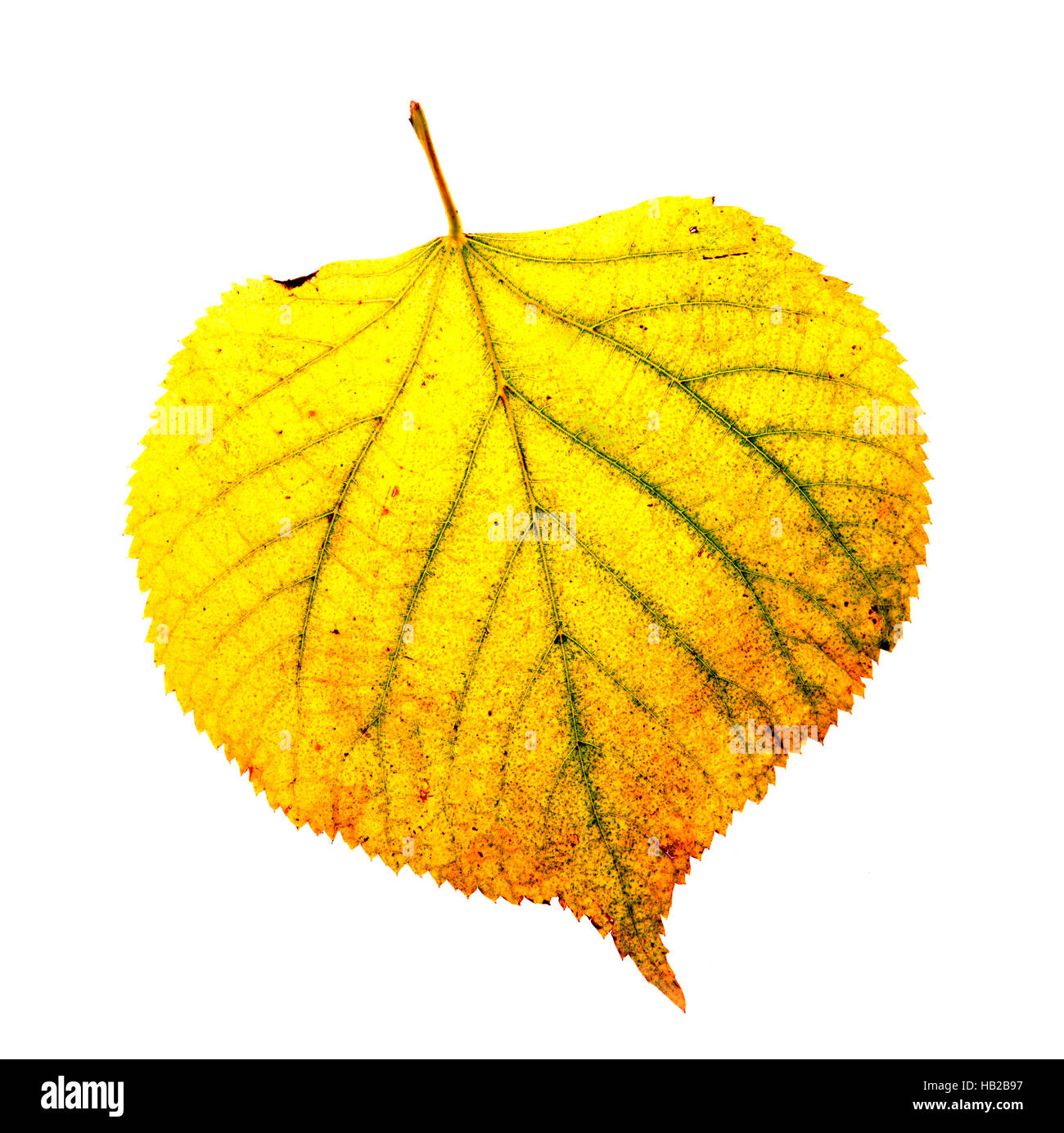 Yellow leaf. Isolated on a white Stock Photo - Alamy