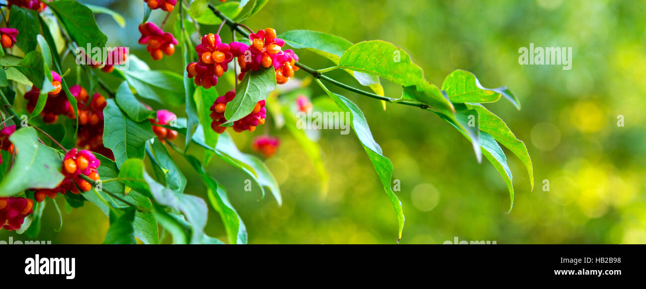 Euonymus tree in autumn park Stock Photo - Alamy