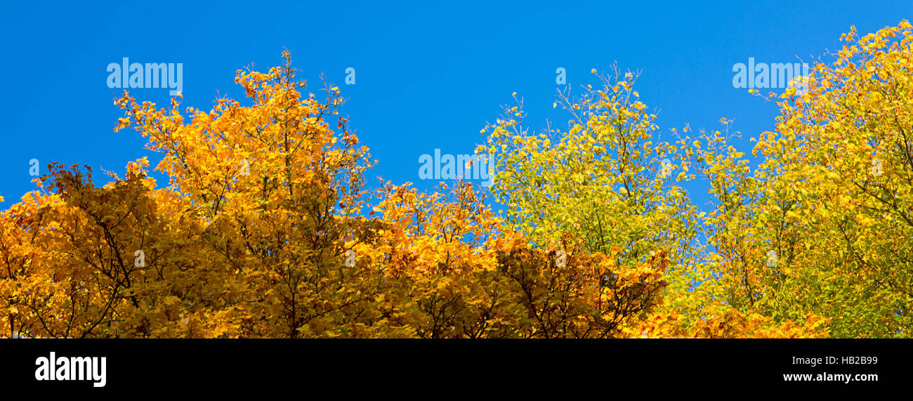 Maple tree Stock Photo - Alamy