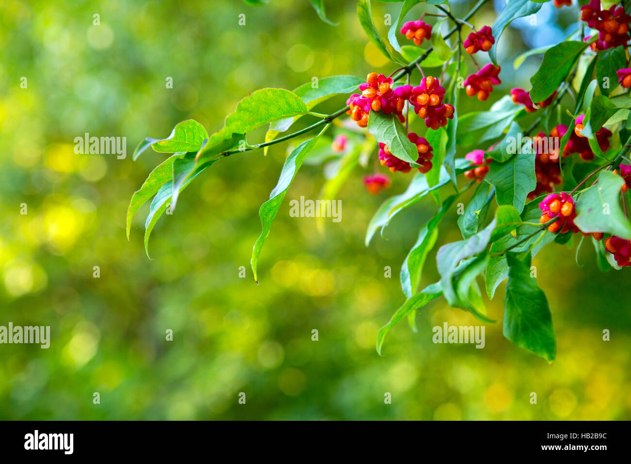 Euonymus tree in autumn park Stock Photo - Alamy