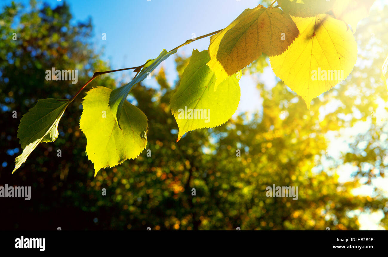 Natural light rays hi-res stock photography and images - Alamy
