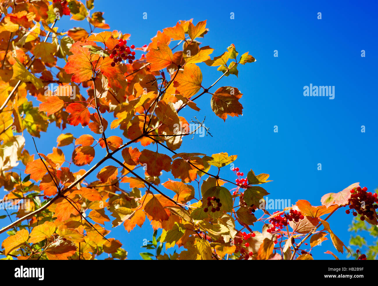 Blue autumn leaves hi-res stock photography and images - Alamy