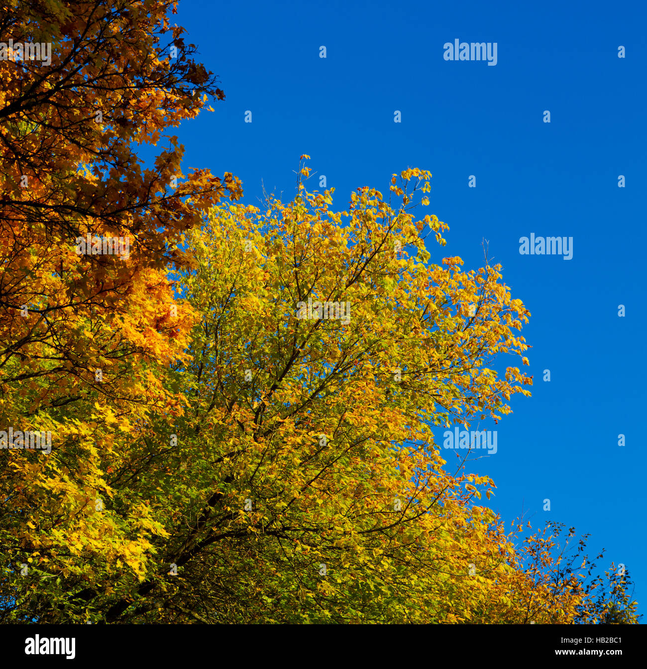 Maple tree Stock Photo - Alamy