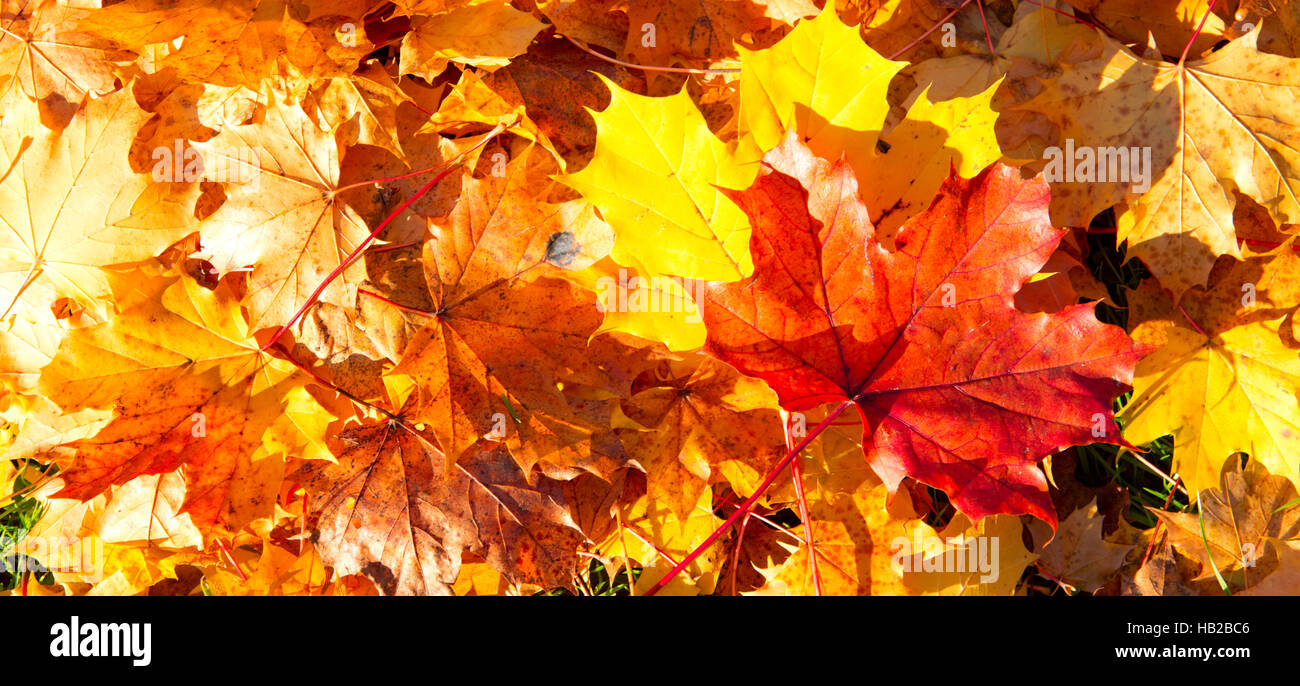 Autumn background with maple leaves Stock Photo - Alamy