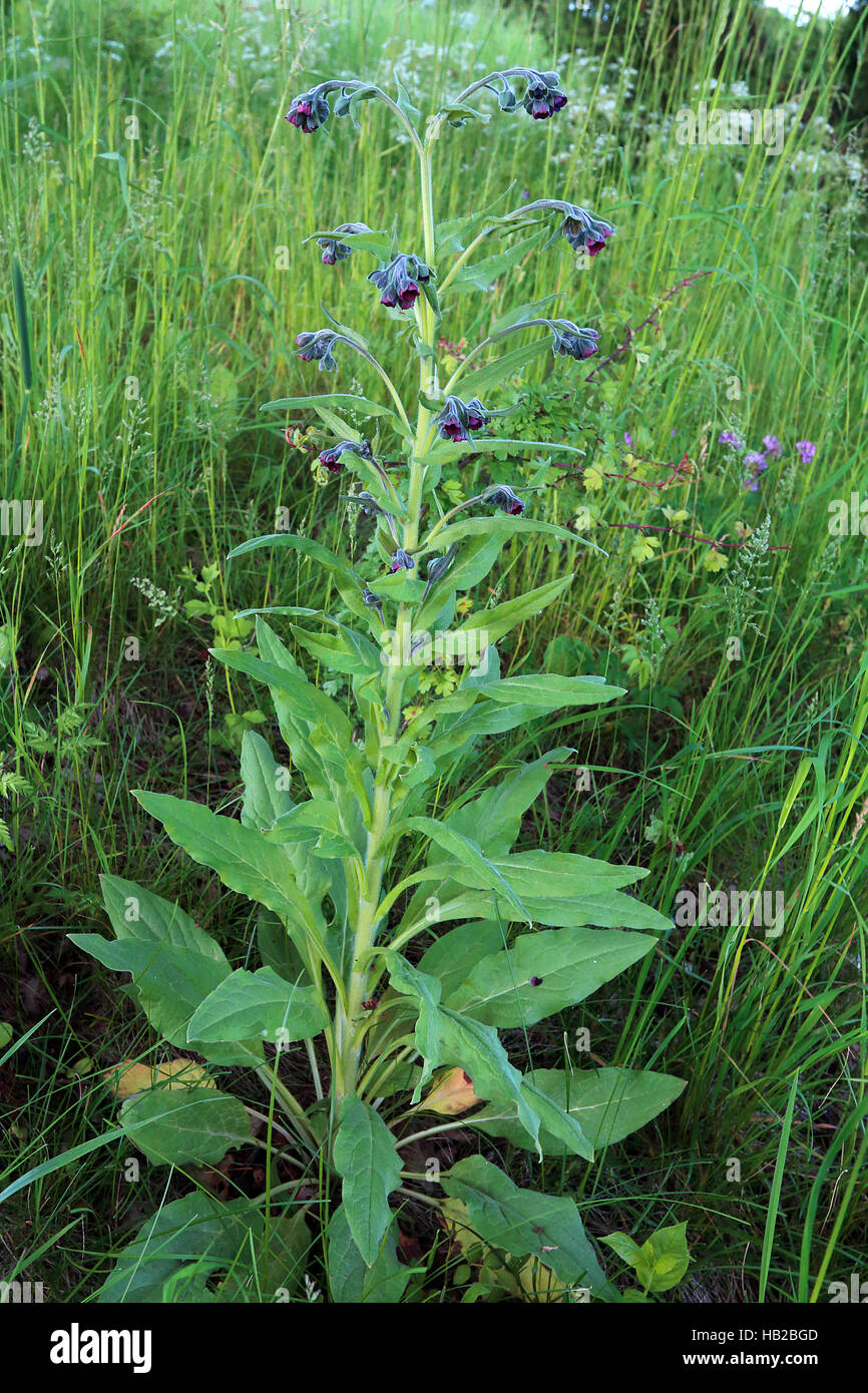 Houndstongue, Cynoglossum officinale Stock Photo - Alamy