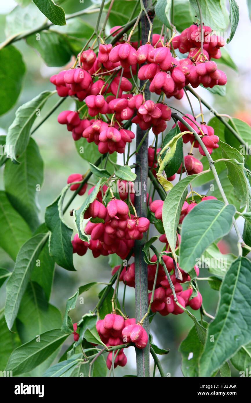 European spindle, Euonymus europaeus Stock Photo - Alamy