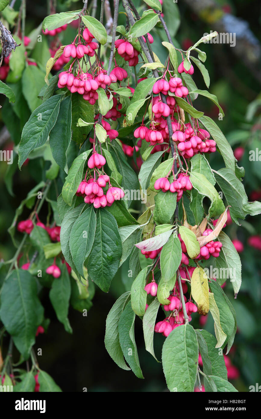 European spindle, Euonymus europaeus Stock Photo - Alamy