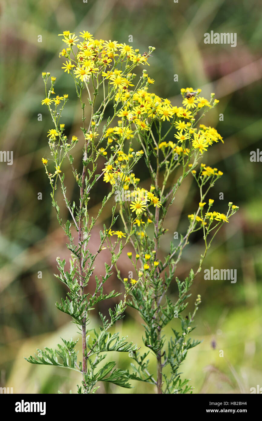 Hoary Ragwort, Senecio erucifolius Stock Photo - Alamy