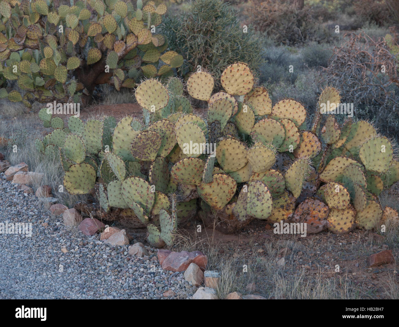 Prairie prickly pear cactus hi-res stock photography and images - Alamy