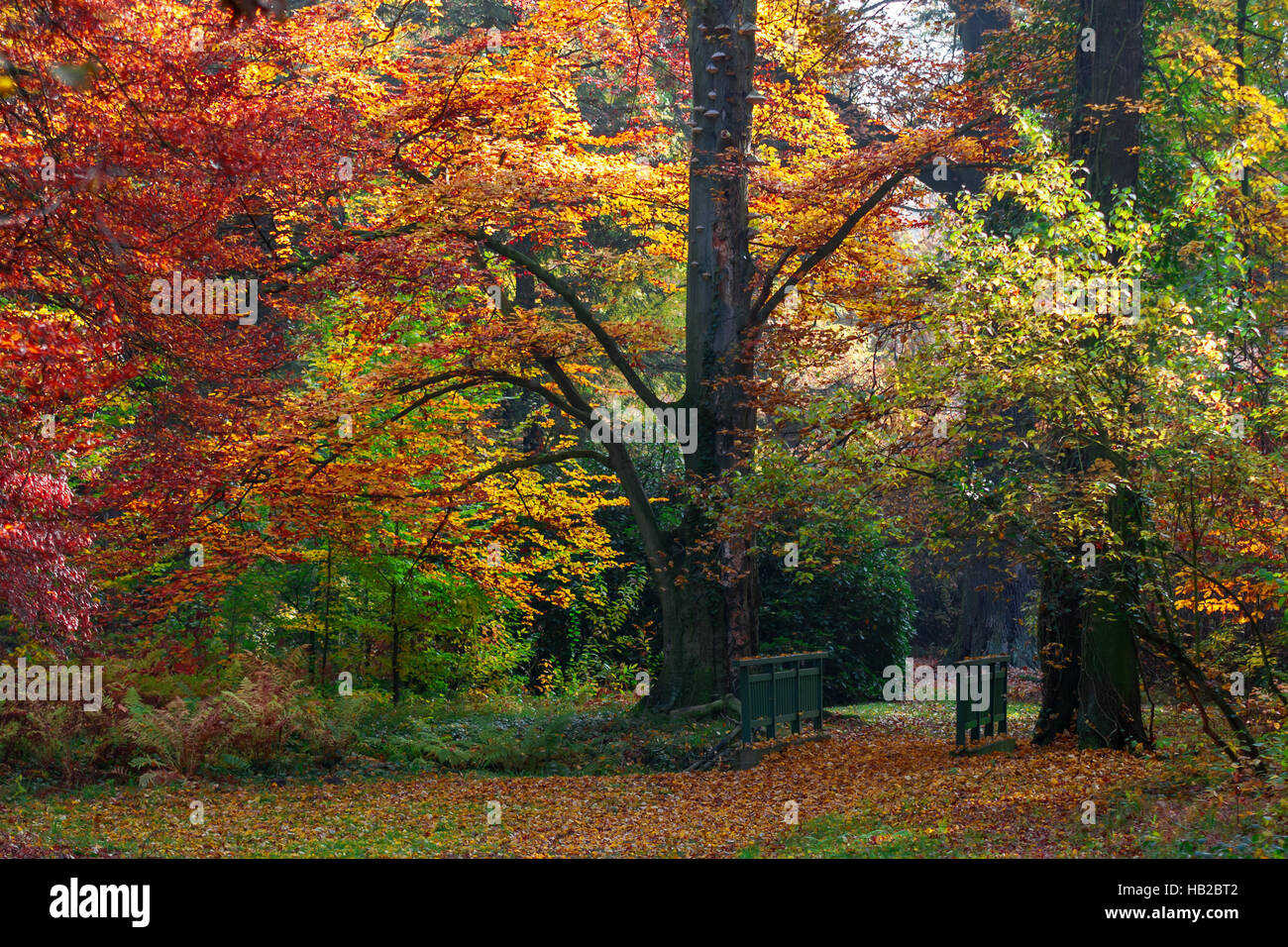 Gold wald hi-res stock photography and images - Alamy