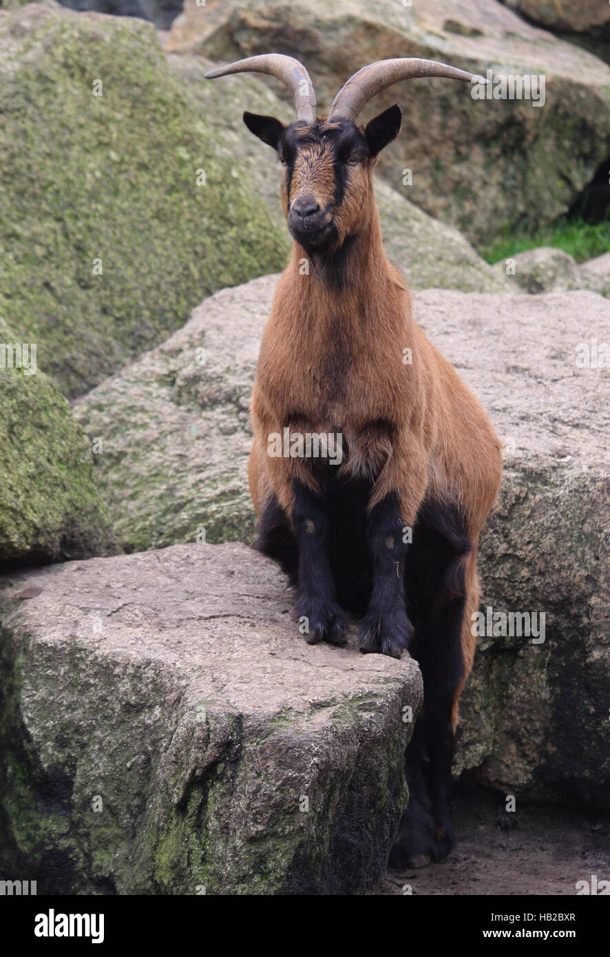 Sauer animal hi-res stock photography and images - Alamy
