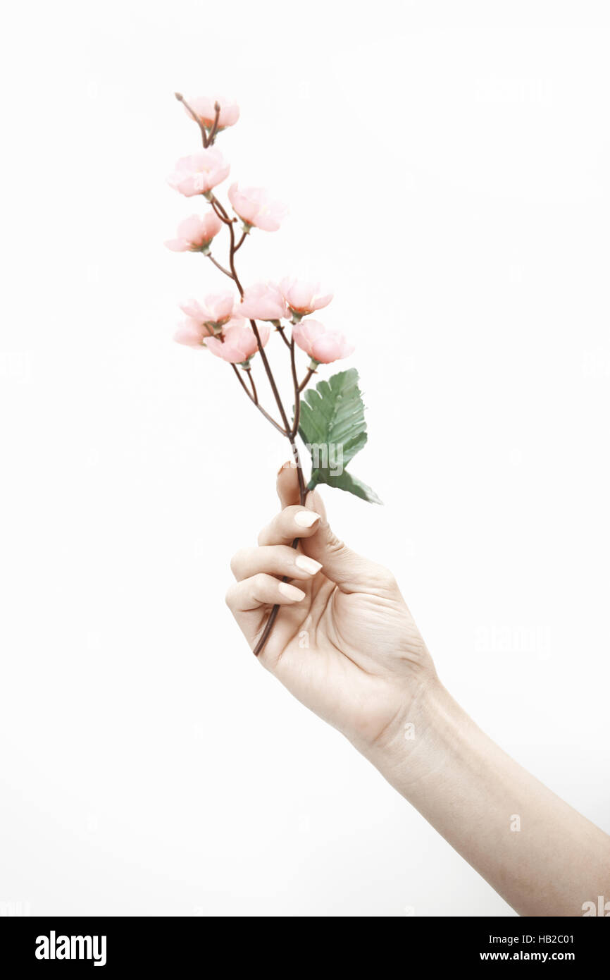 Hand with sakura Stock Photo - Alamy