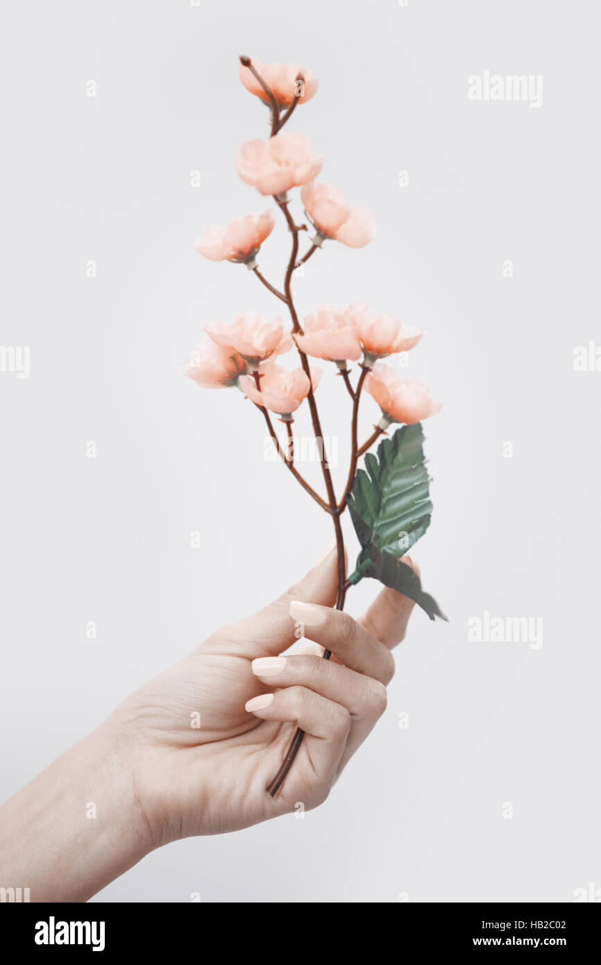 Hand with sakura Stock Photo - Alamy