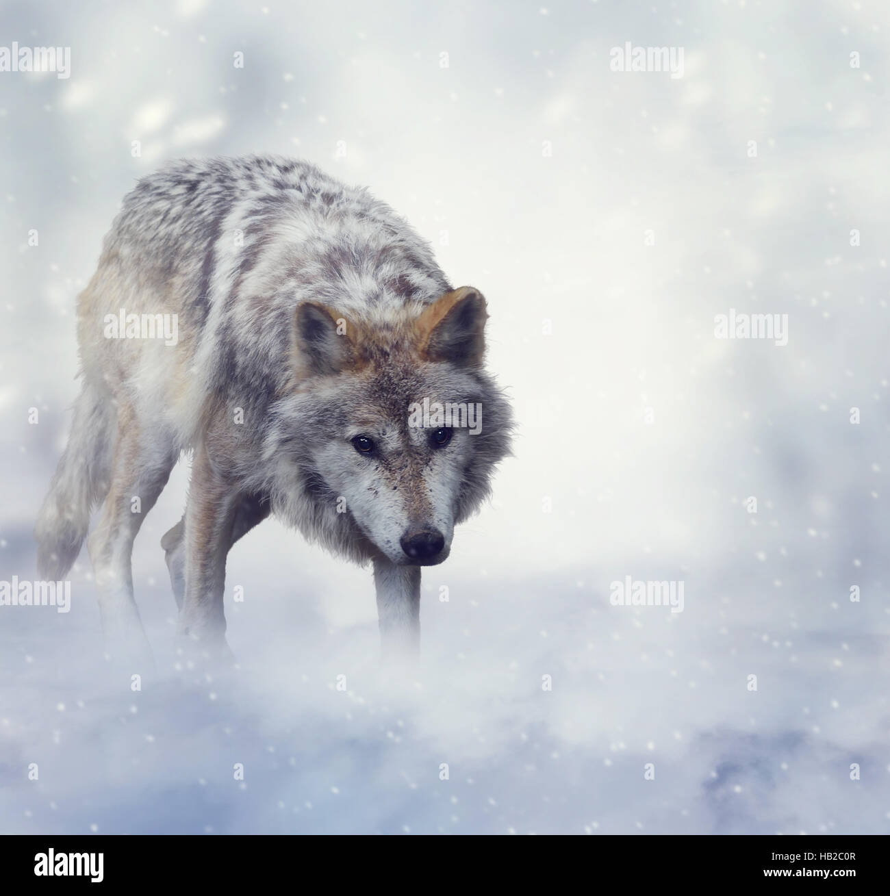 Winter wolf hi-res stock photography and images - Alamy