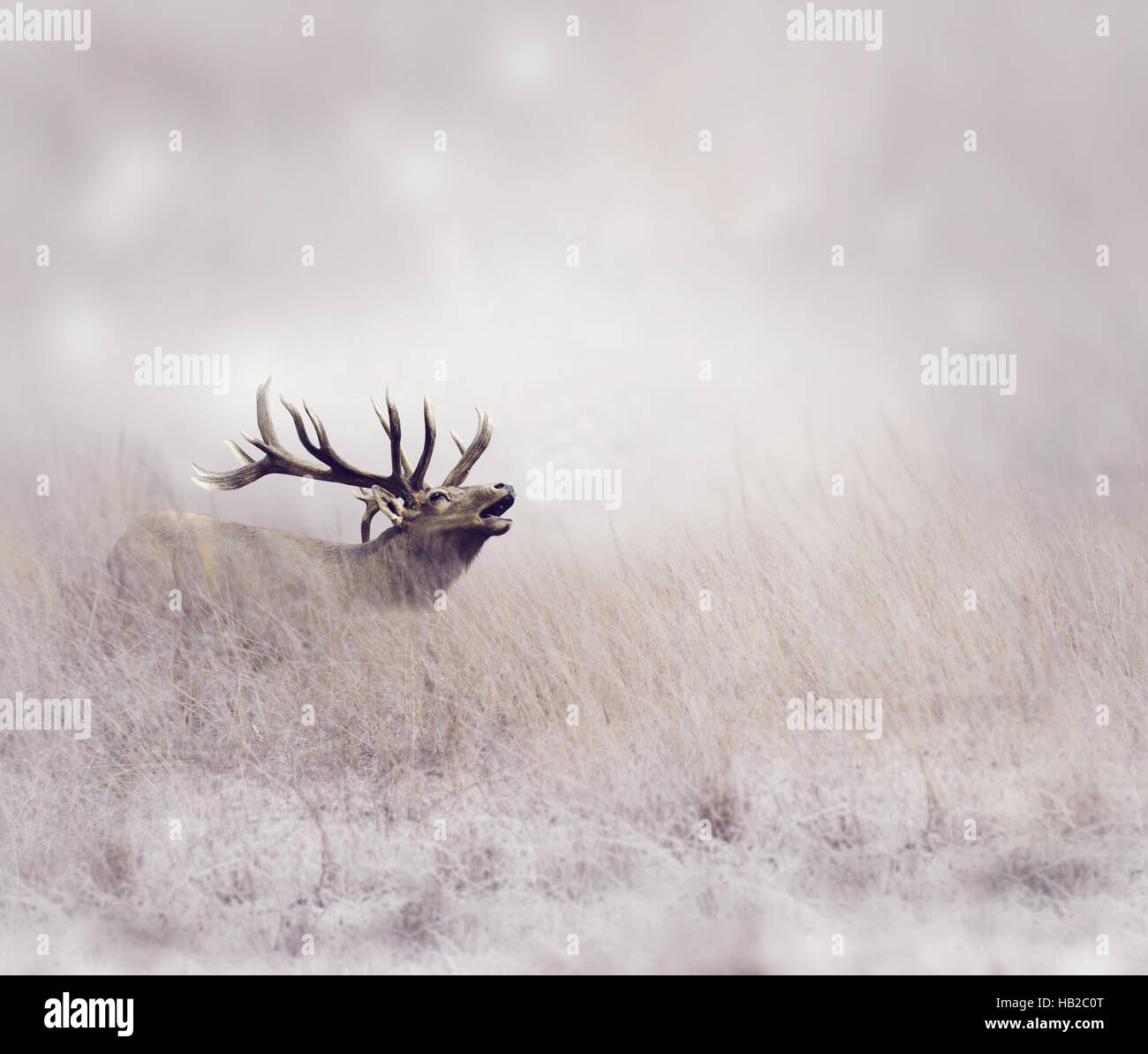 Elk in Winter Stock Photo - Alamy