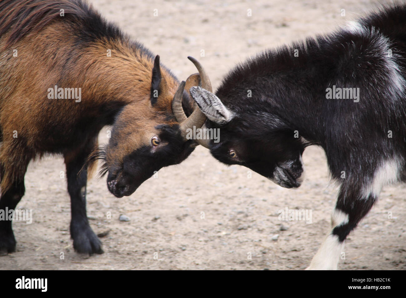 Animals fighting hi-res stock photography and images - Alamy
