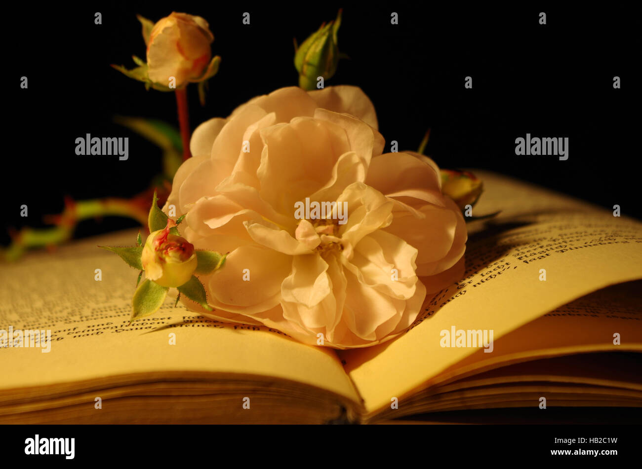 Bibliothek mit blumen hi-res stock photography and images - Alamy