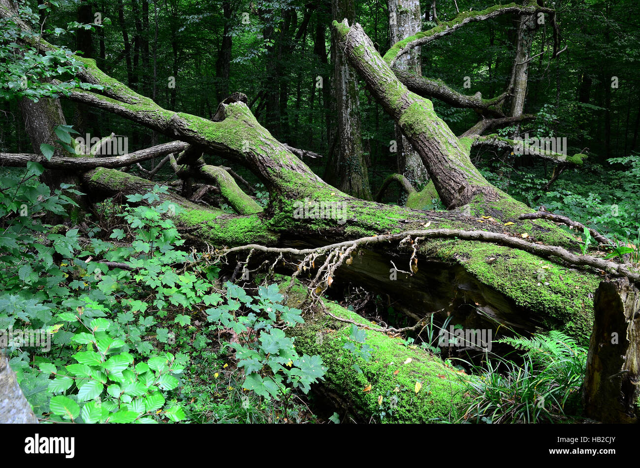 woods, forest, jungle Stock Photo - Alamy