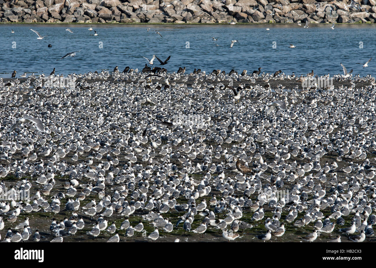 Flock of birds in La Punta, El Callao, Peru Stock Photo - Alamy