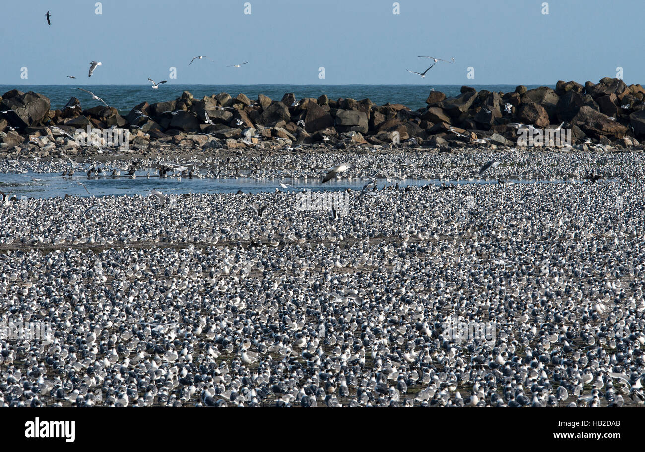 Flock of birds in La Punta, El Callao, Peru Stock Photo - Alamy