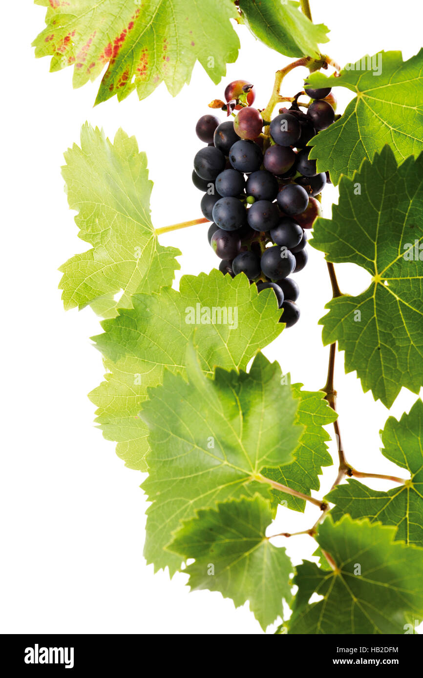 Organic grape vine Stock Photo - Alamy