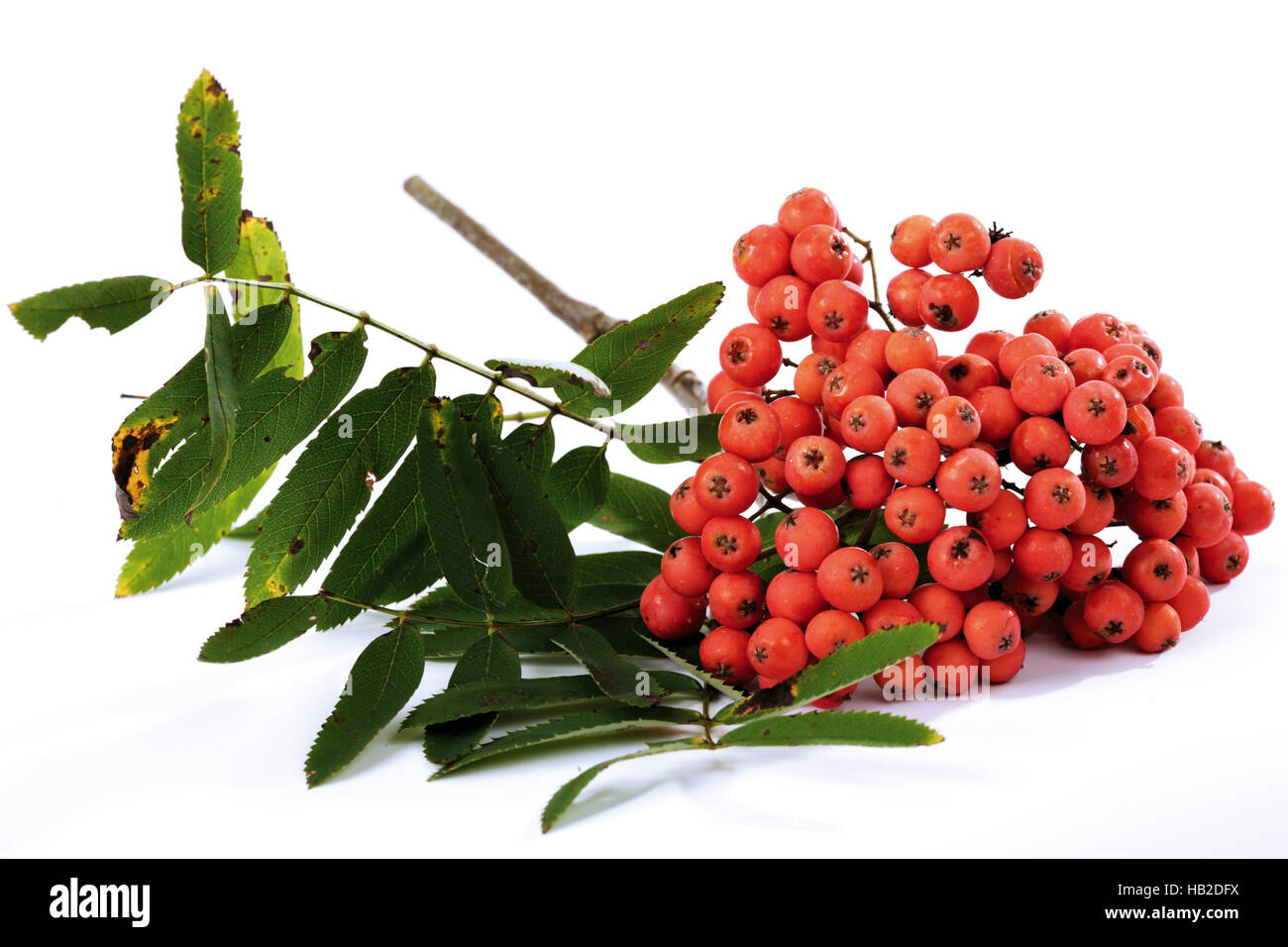 Rowan or European Rowan (Sorbus aucuparia Stock Photo - Alamy