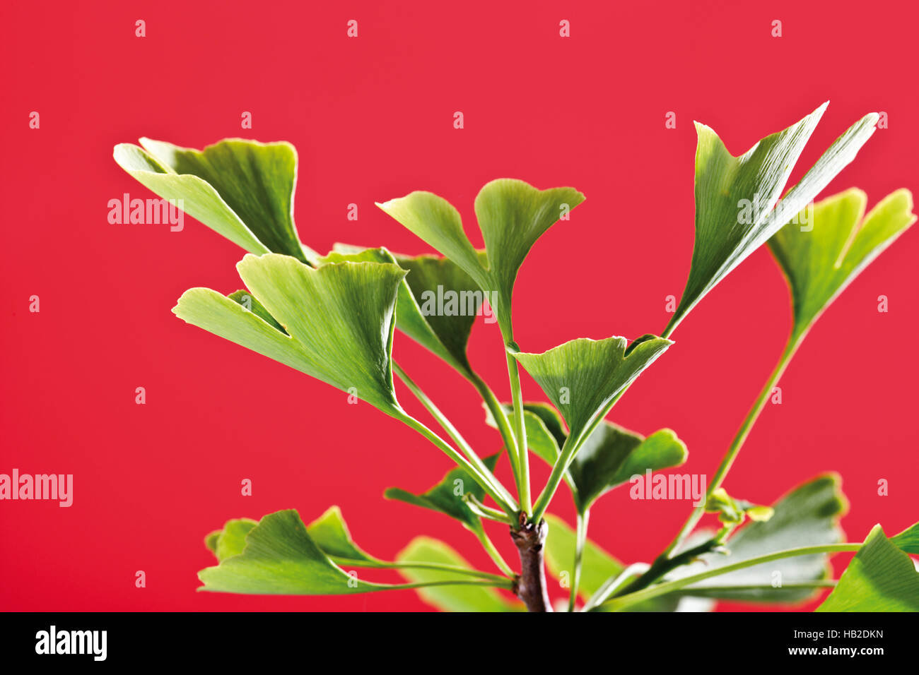Ginkgo (Ginkgo biloba Stock Photo - Alamy