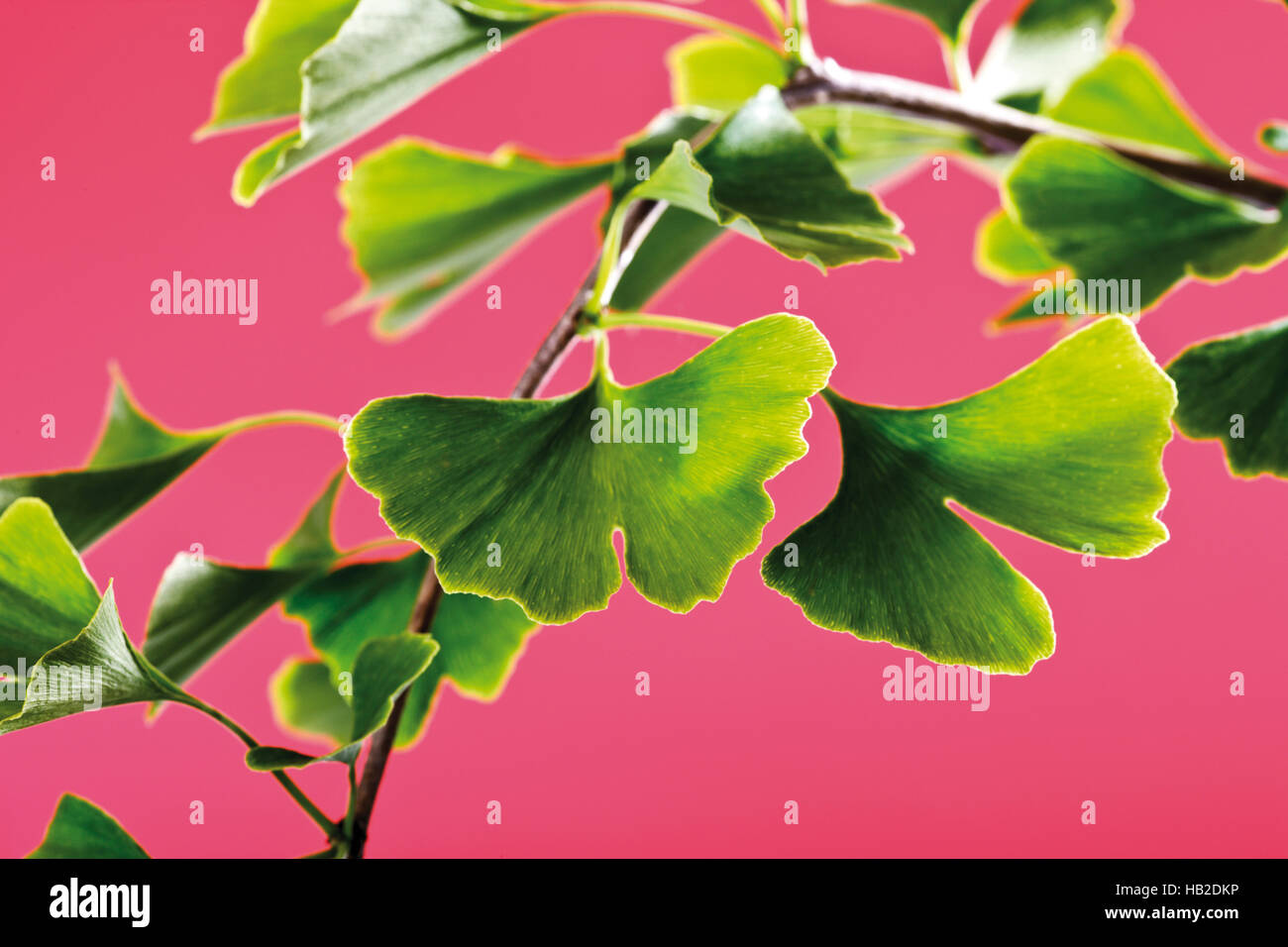 Ginkgo (Ginkgo biloba Stock Photo - Alamy
