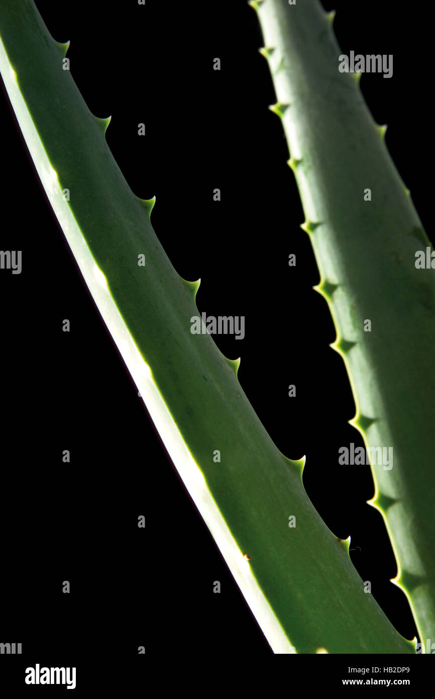 Aloe vera plant inside hi-res stock photography and images - Alamy