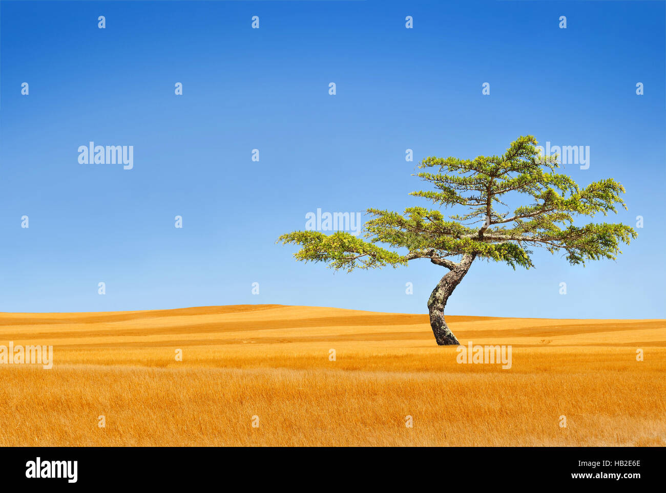 Field lone tree hi-res stock photography and images - Alamy