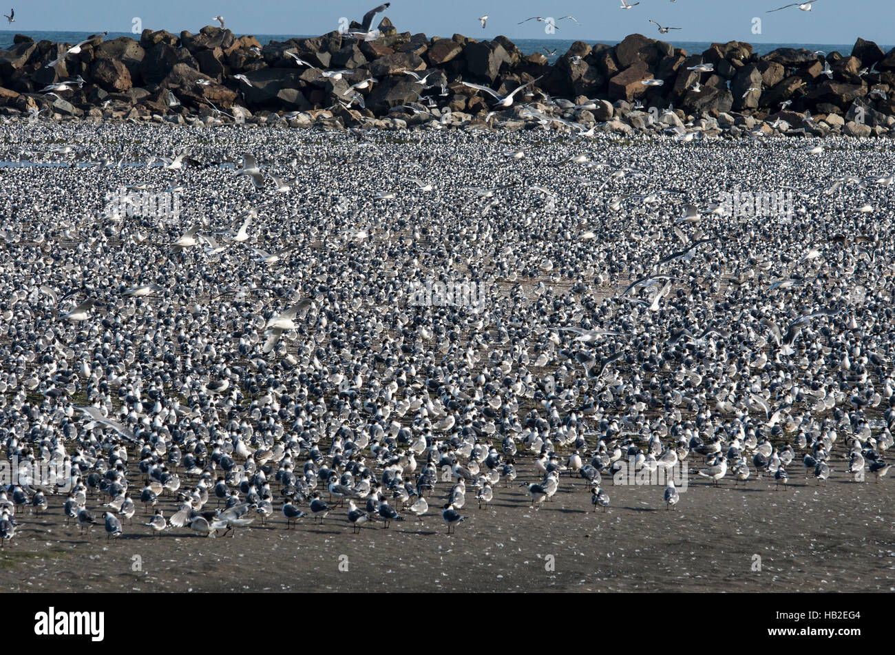 Flock of birds in La Punta, El Callao, Peru Stock Photo - Alamy