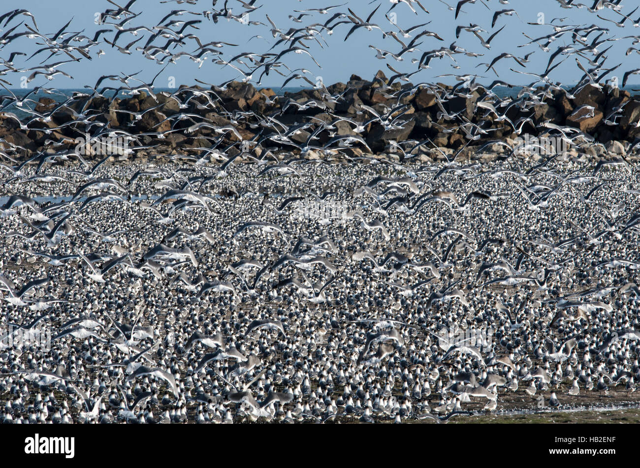 Flock of birds in La Punta, El Callao, Peru Stock Photo - Alamy