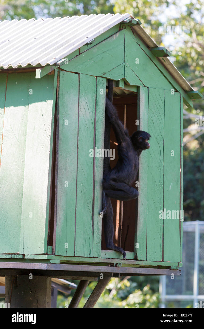 Chimpanzee standing hi-res stock photography and images - Alamy