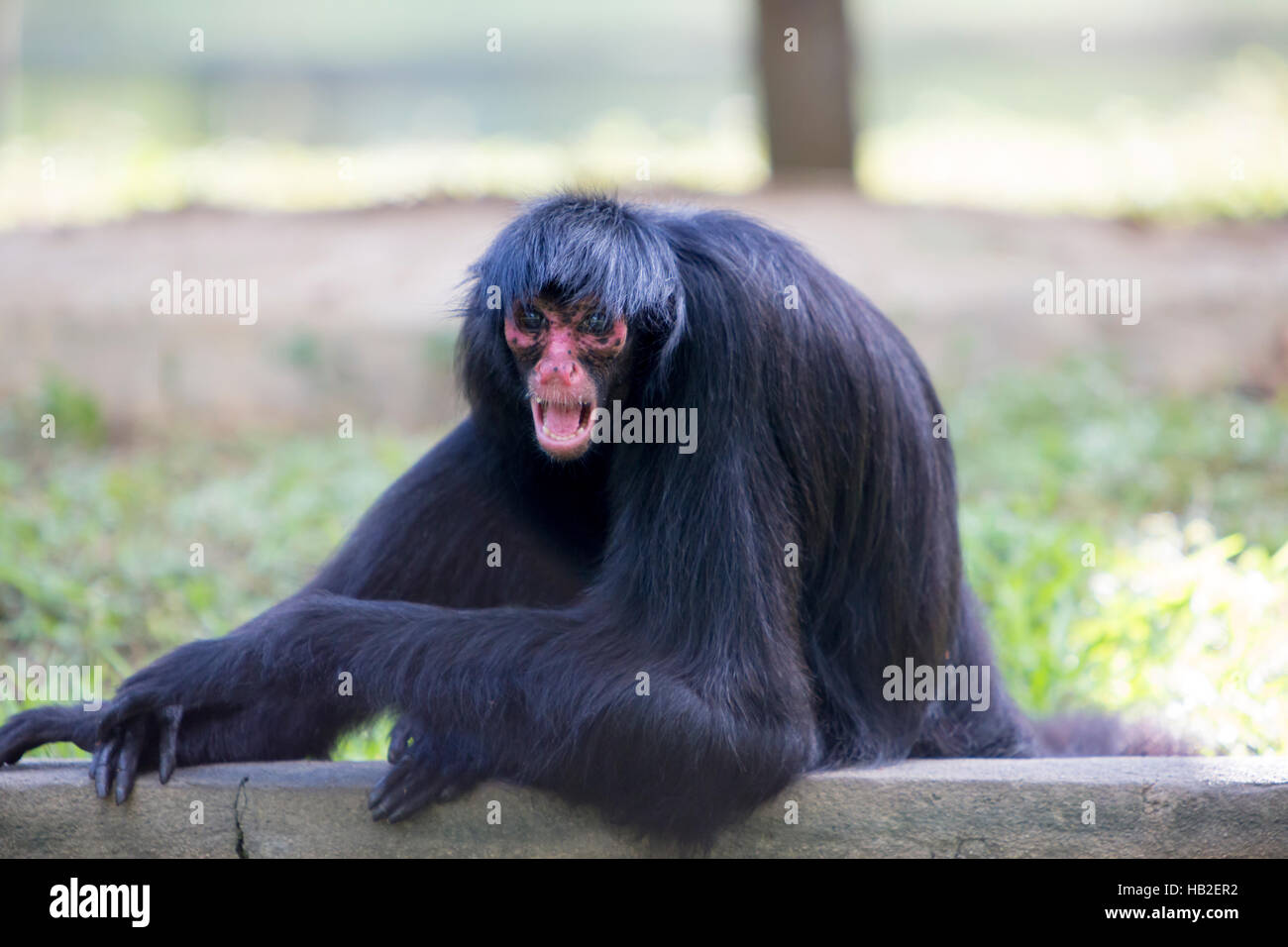 Monkey aggressive hi-res stock photography and images - Alamy